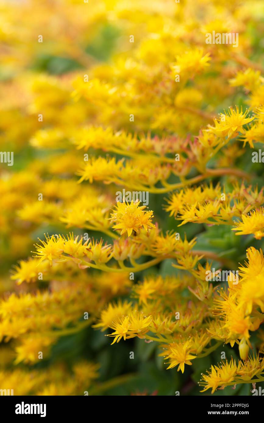 Succulent Plant, Sedum Palmeri, Flowers Stock Photo - Alamy