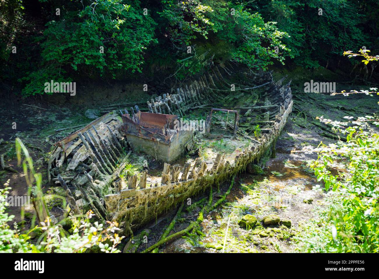 The hull of a destroyed wooden boat. An old rotten wooden boat in a ...