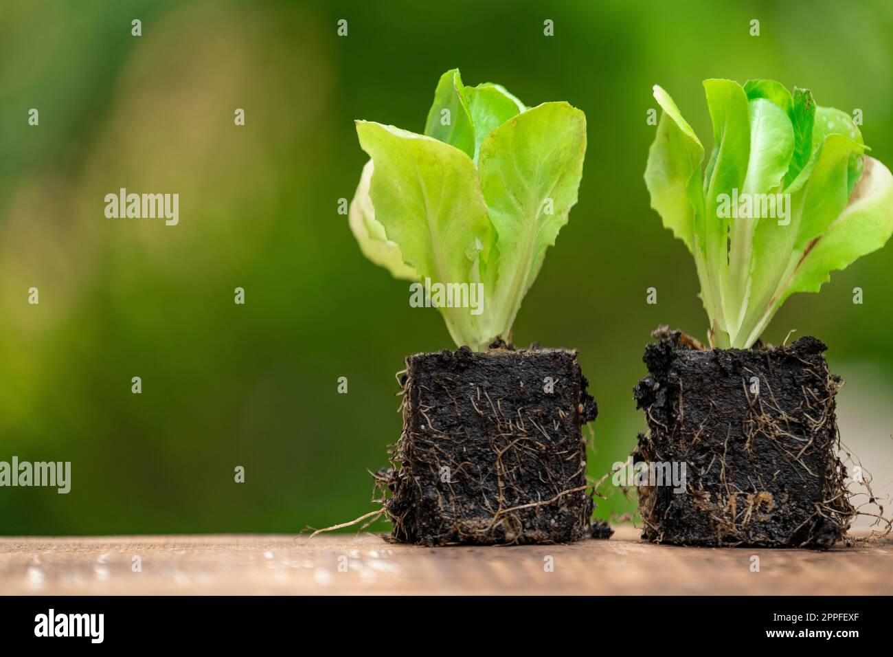 Romaine lettuce seedlings.Growing Organic Clean Vegetables Stock Photo ...