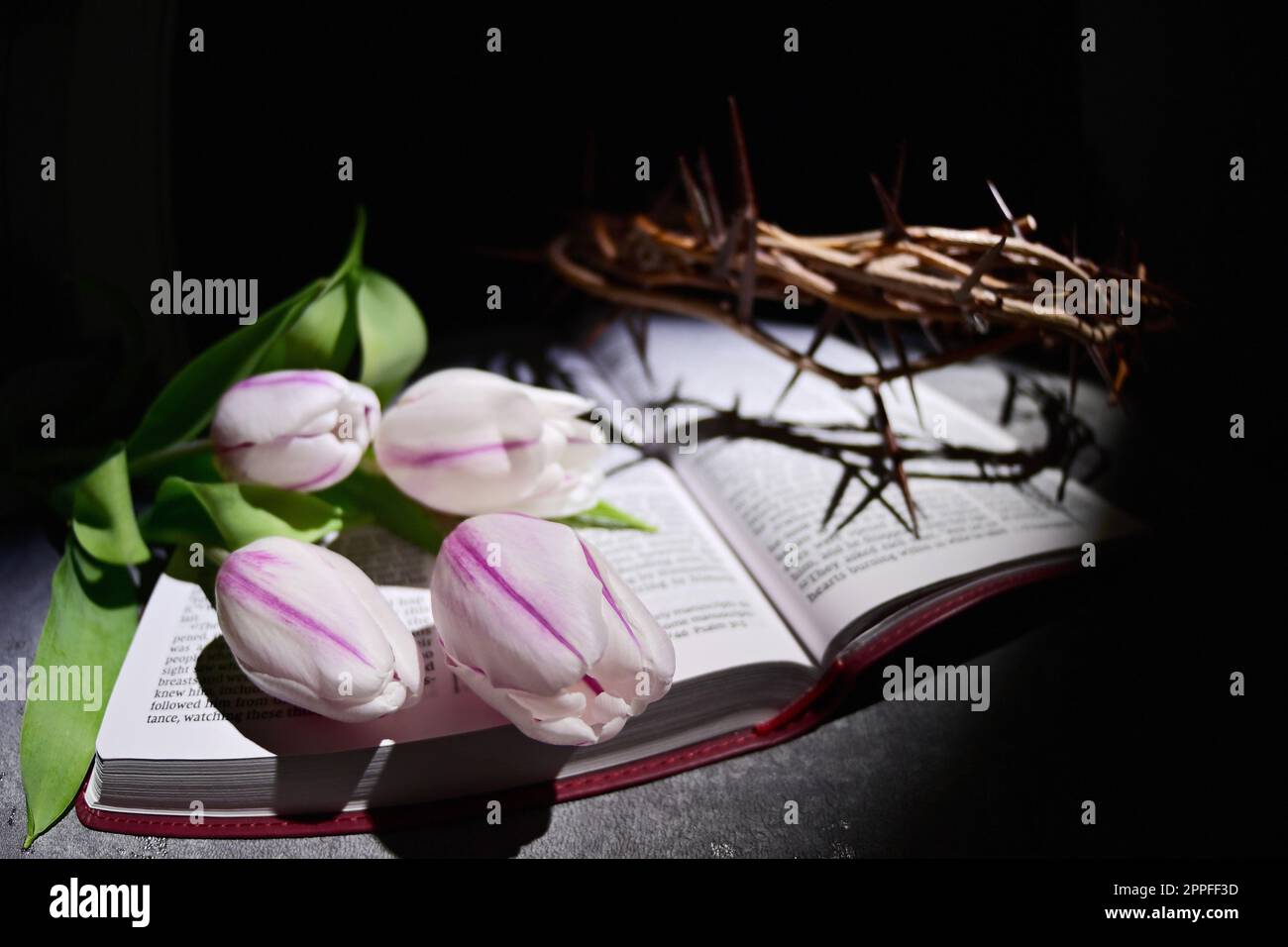 Wide angle of Crown of thorns and Tulips on Open Bible Stock Photo - Alamy