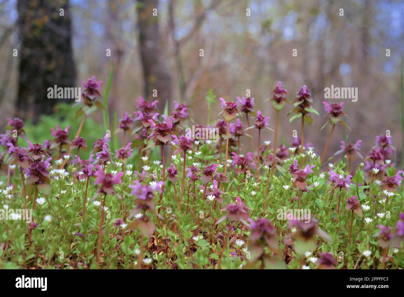 Purple Lamb - Lamium Purpureum Flowers in Spring Forest Stock Photo - Alamy