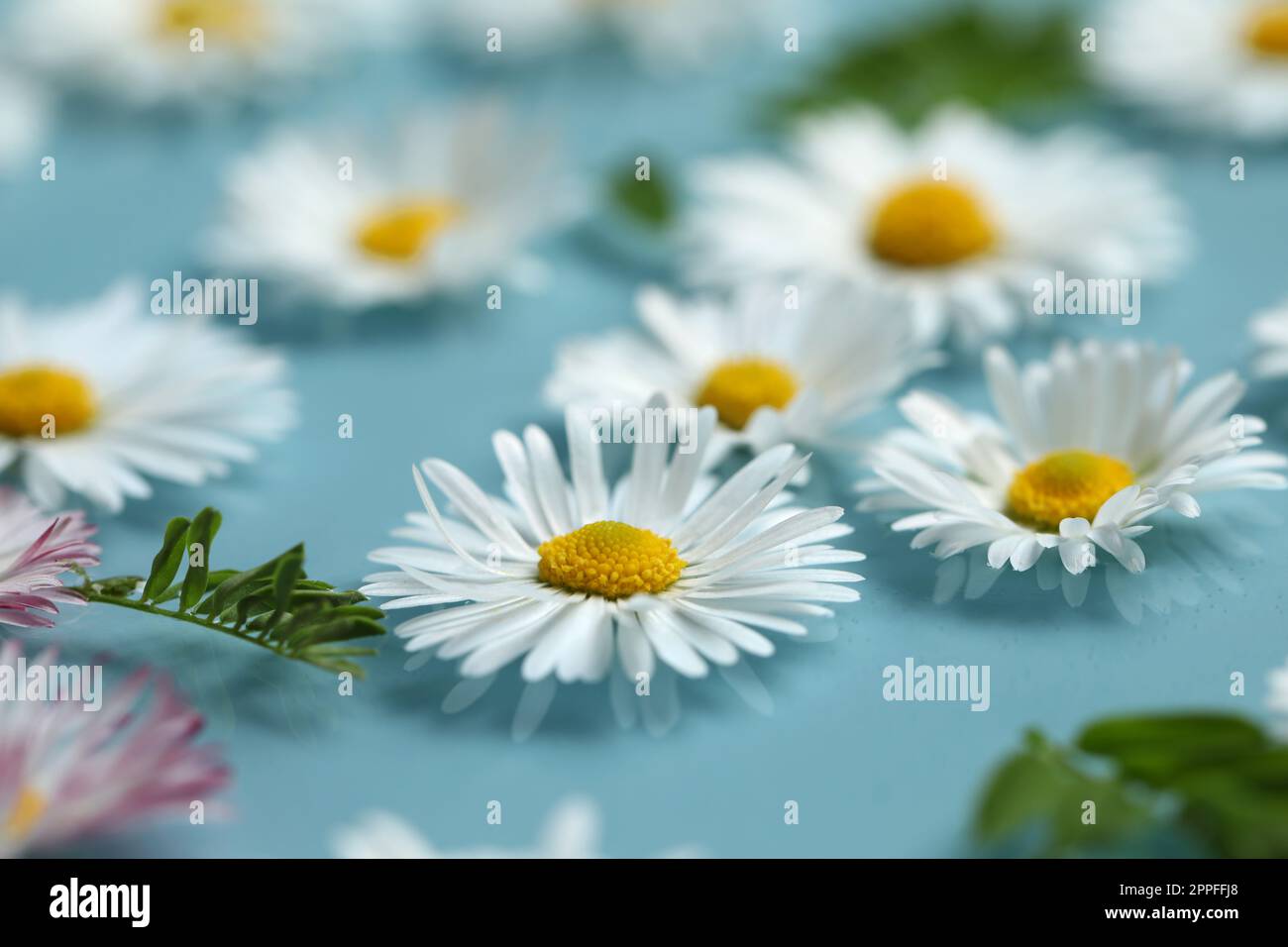 Flowers floating in water hi-res stock photography and images - Alamy