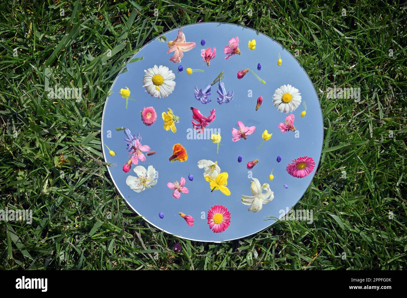 Spring Seasonal Flowers On Mirror. Grass Background And Blue sky ...