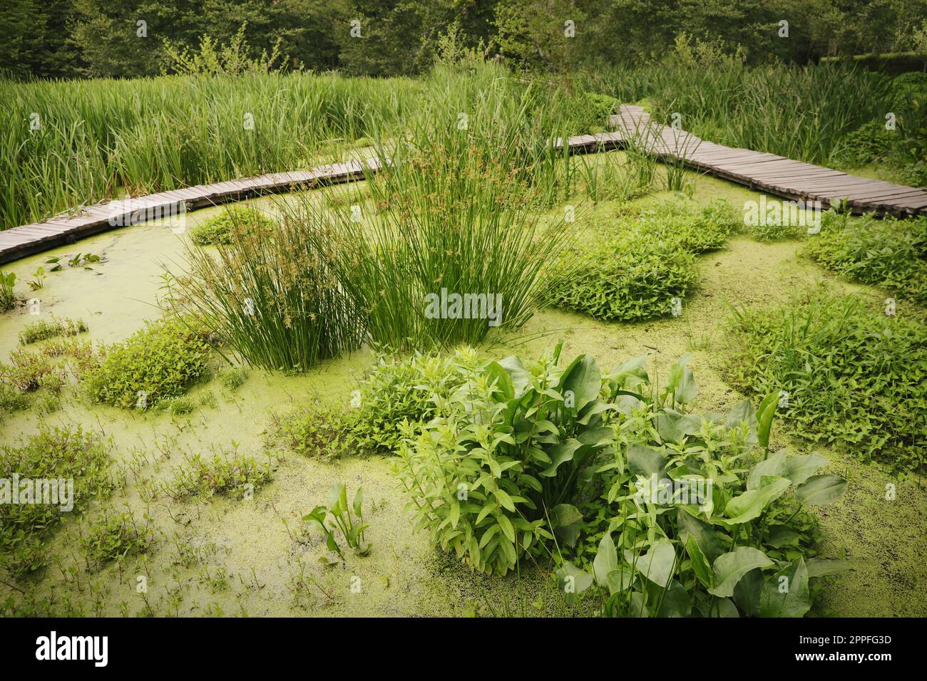 Beautiful view green swamp with different wild plants Stock Photo - Alamy