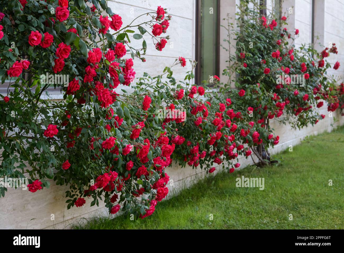 Pink climbing roses on stone hi-res stock photography and images - Alamy