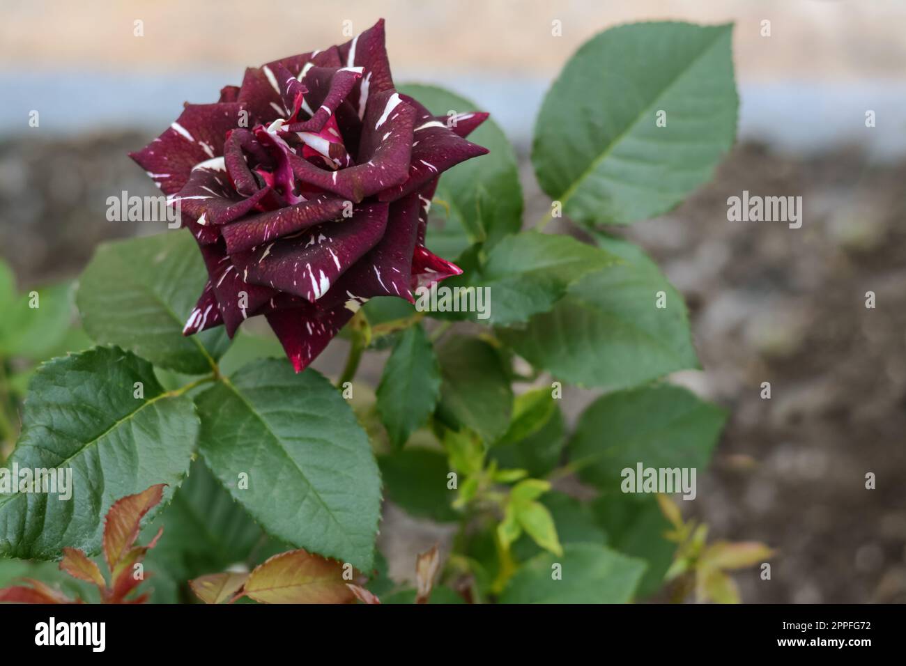 Beautiful purple tiger rose on bush outdoors, closeup. Space for text ...