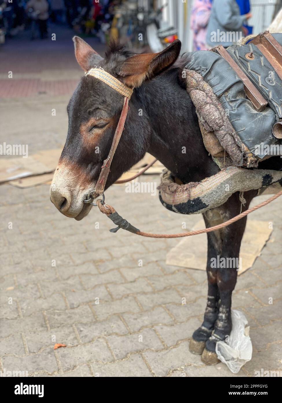 Poor donkey hi-res stock photography and images - Alamy
