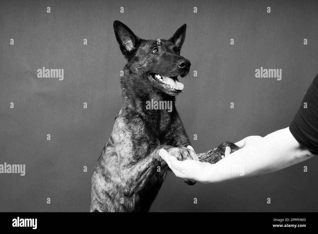 Human snarling hi-res stock photography and images - Alamy