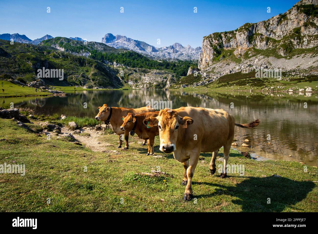 Cows around lake Ercina in Picos de Europa, Asturias, Spain Stock Photo ...