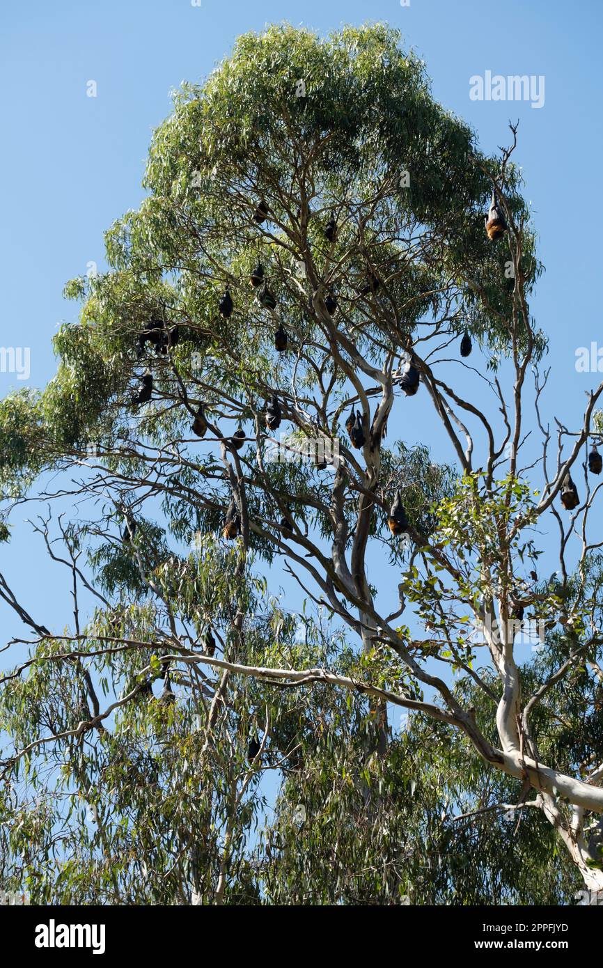 Bat flying in woodland hi-res stock photography and images - Alamy