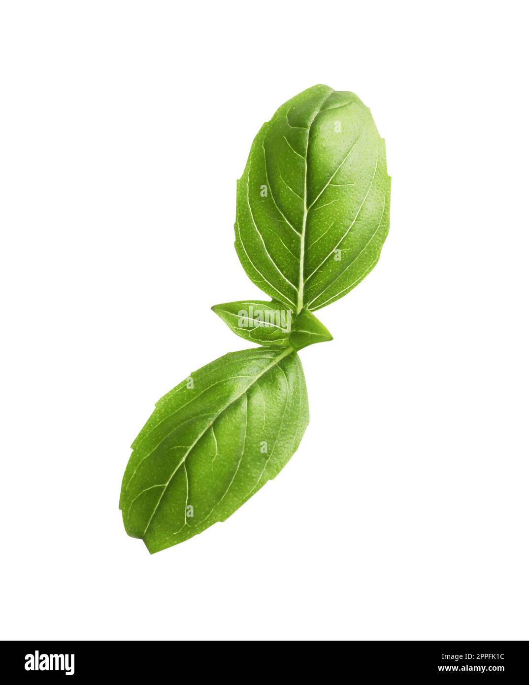 Aromatic green basil sprig isolated on white. Fresh herb Stock Photo ...