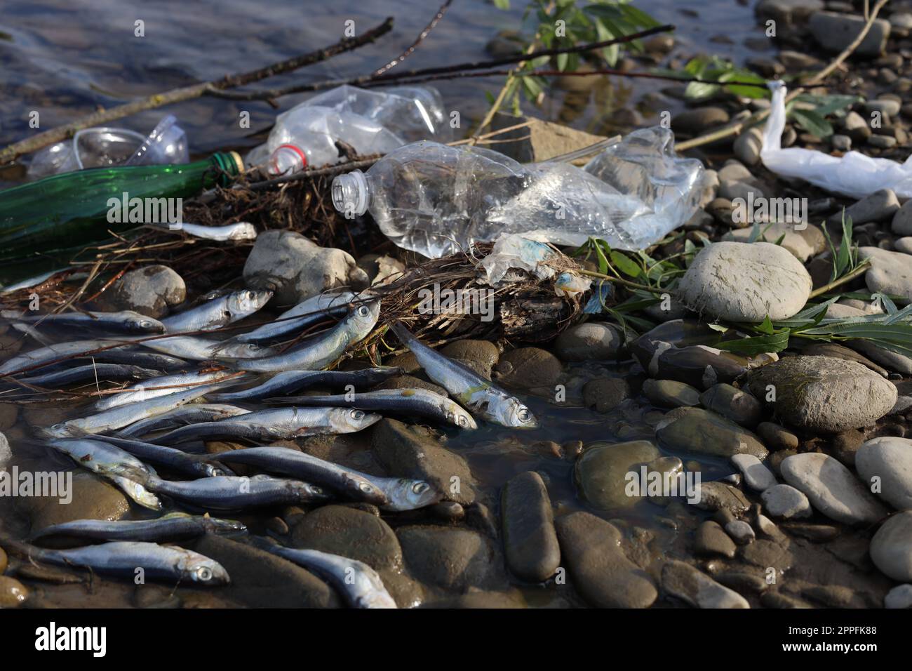 Dead fishes and trash near river. Environmental pollution concept Stock ...
