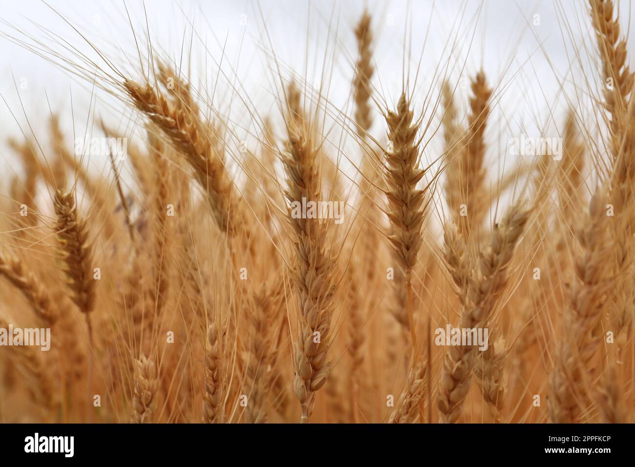 Beautiful ripe wheat spikes in agricultural field Stock Photo - Alamy