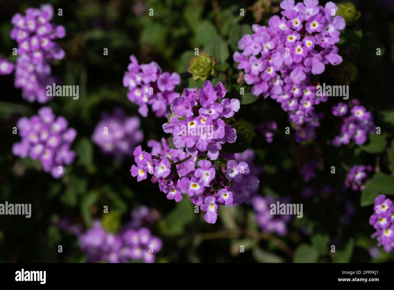Purple lantana hi-res stock photography and images - Alamy