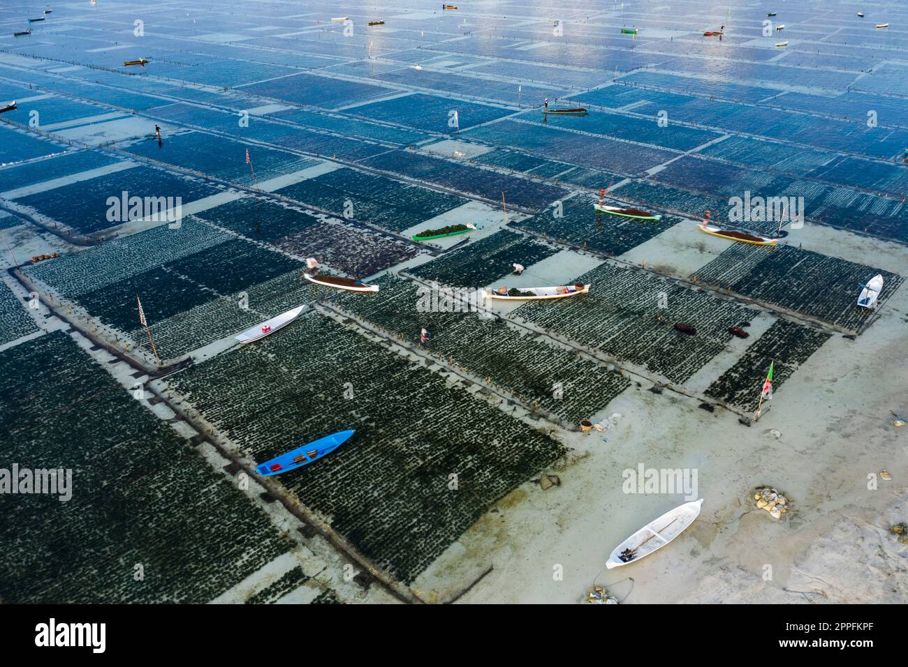 Seaweed farm aerial hi-res stock photography and images - Alamy