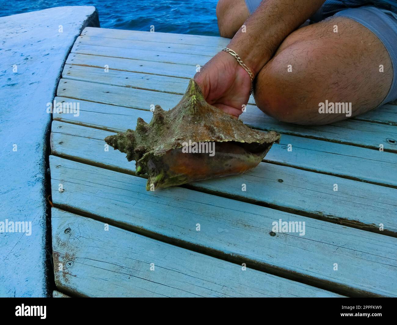 Exotic sea shells hi-res stock photography and images - Alamy