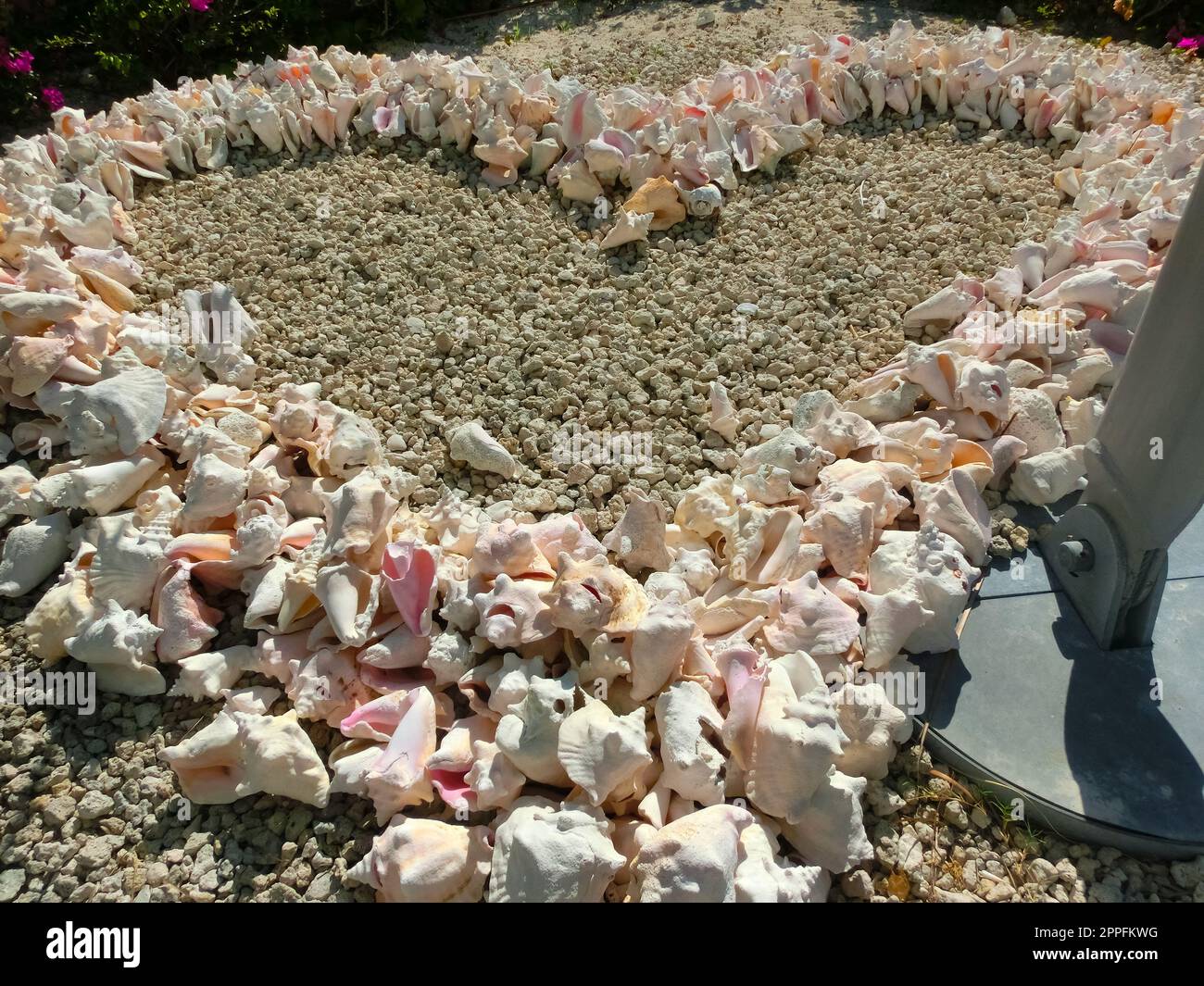Underwater shells on the sand on the shore of the Indian Ocean. Bahamas ...