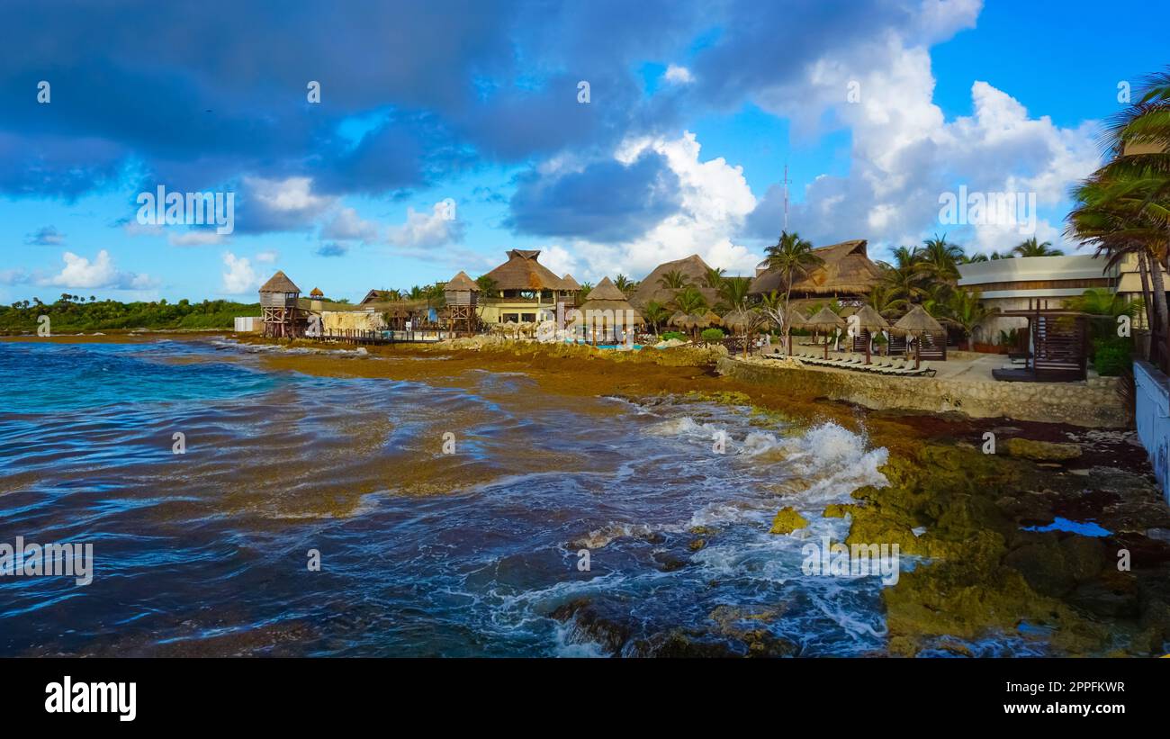 Algae pollute at beach in Mexico Stock Photo - Alamy