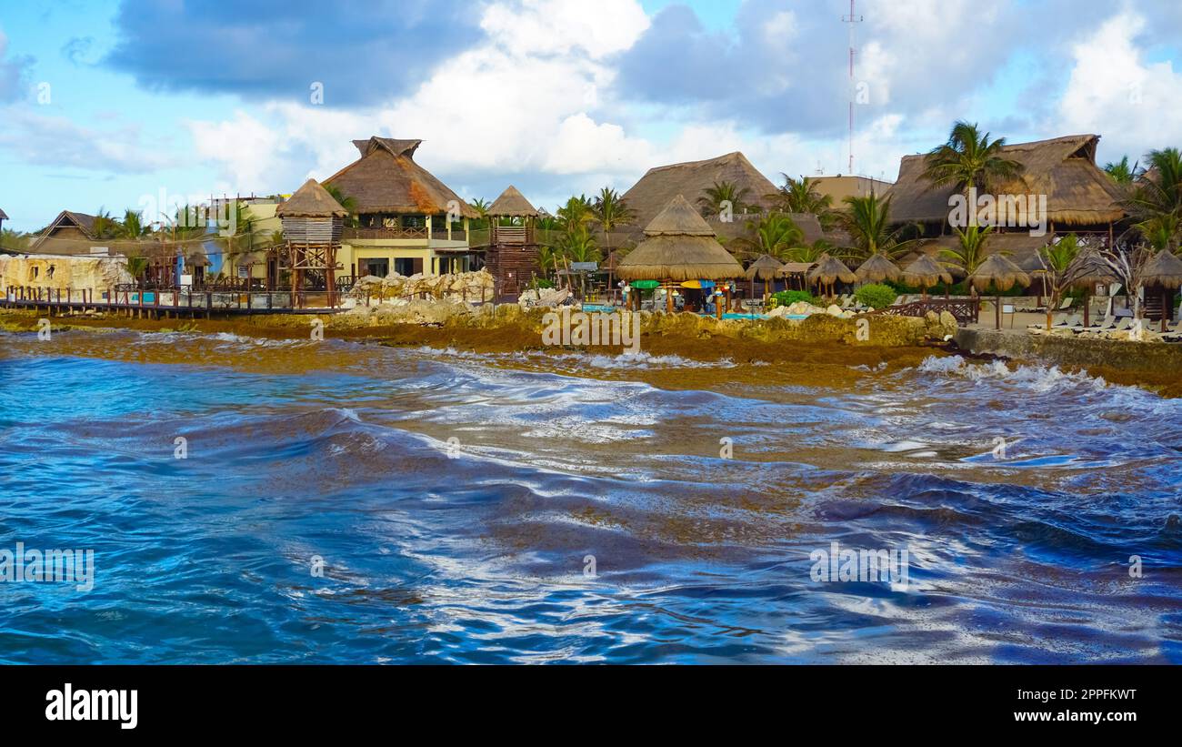 Algae pollute at beach in Mexico Stock Photo - Alamy