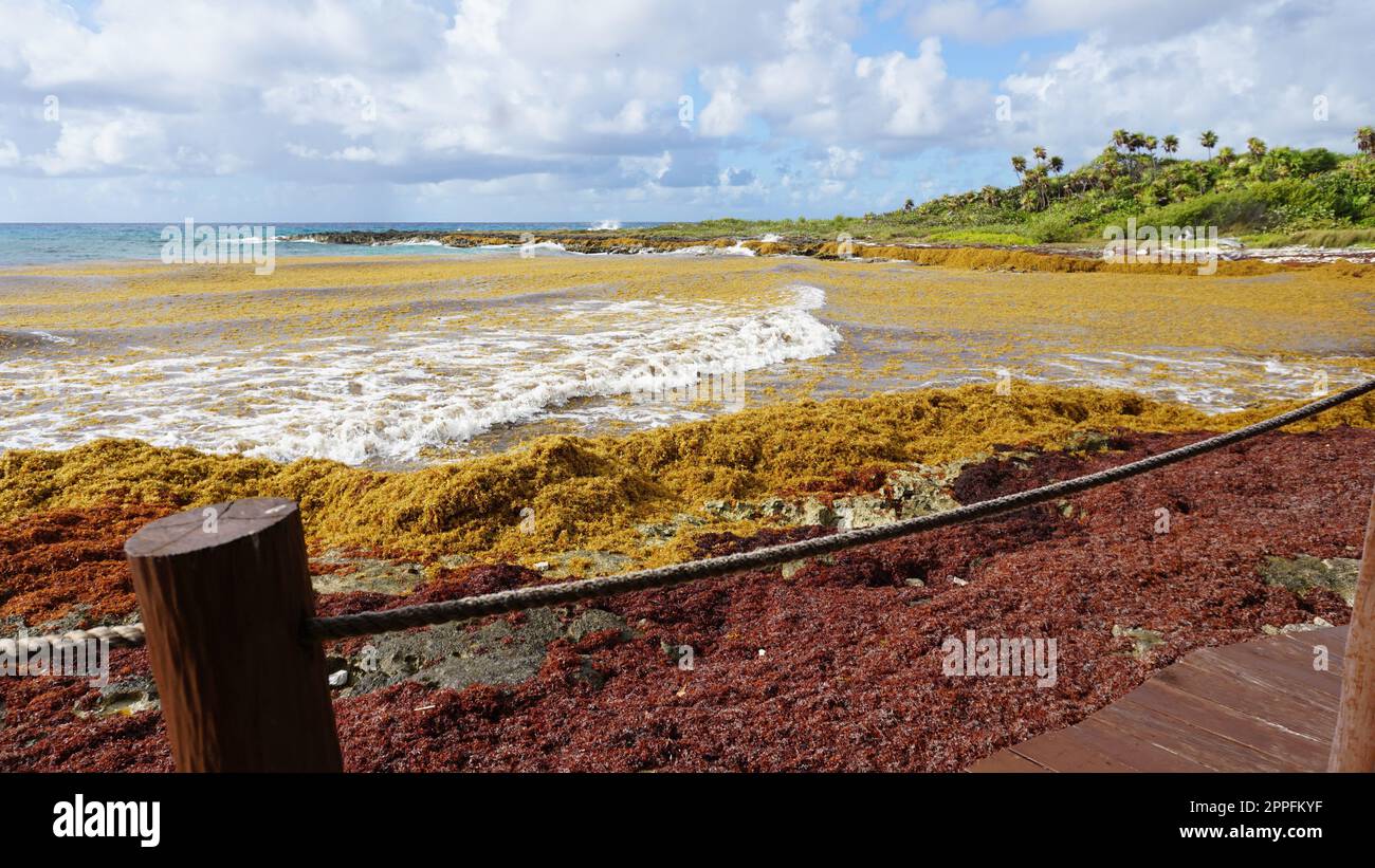 Seaweed sargassum cancun hi-res stock photography and images - Alamy