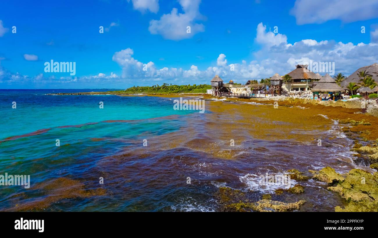 Algae pollute at beach in Mexico Stock Photo - Alamy