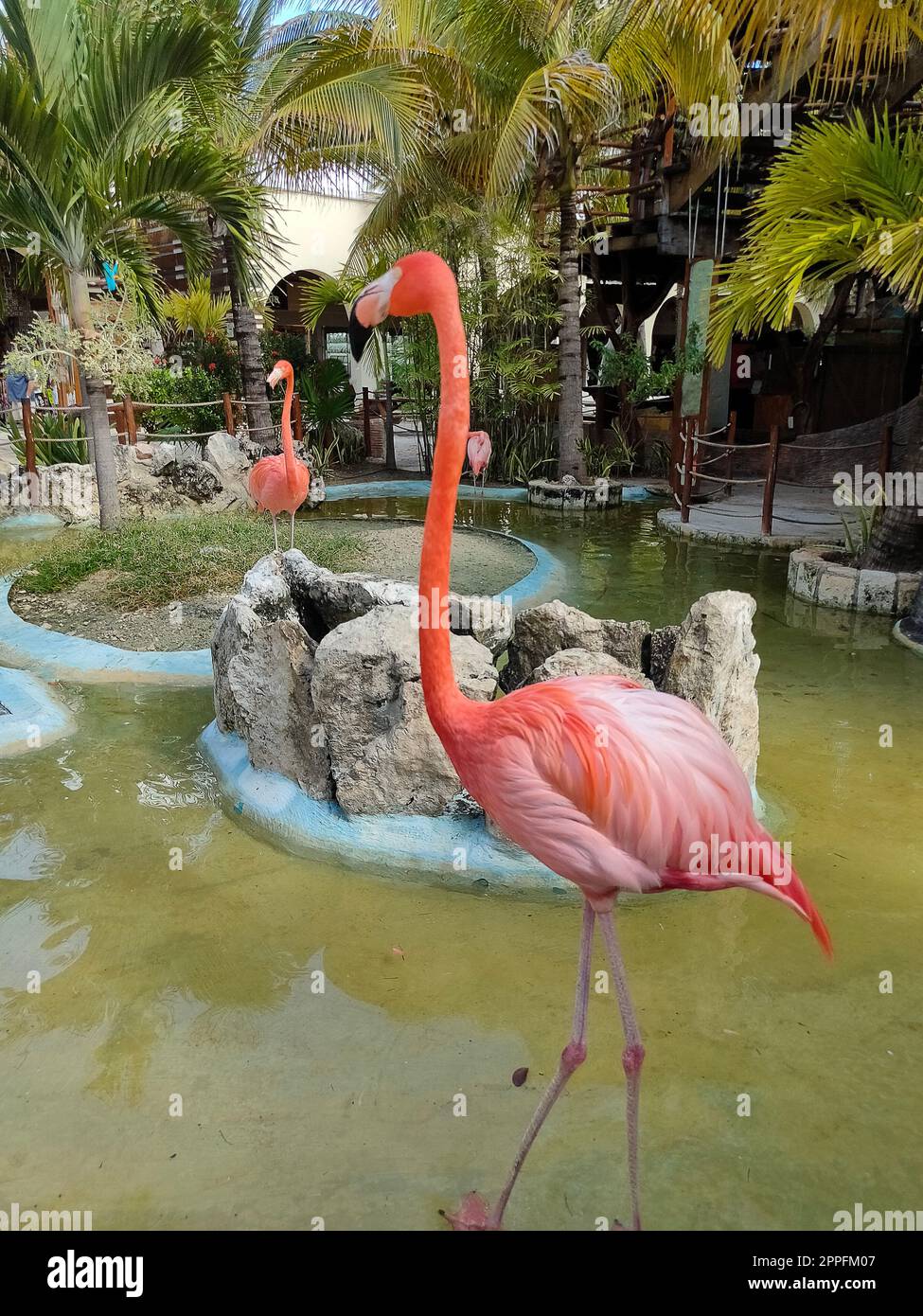 Pink flamingo birds in Costa Maya, Mexico Stock Photo - Alamy