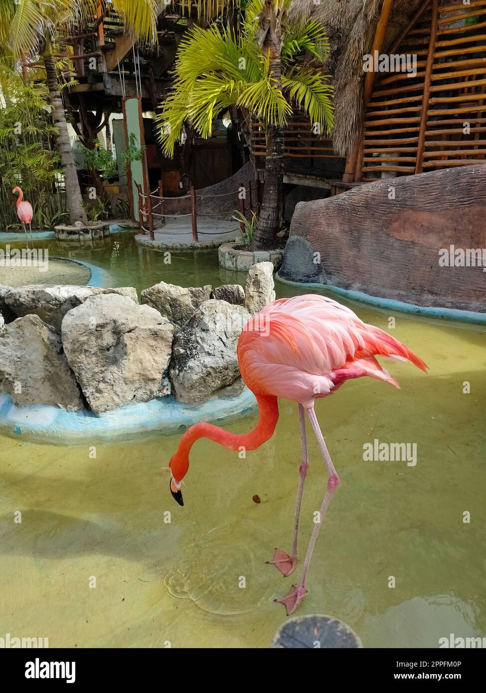 Pink flamingo birds in Costa Maya, Mexico Stock Photo - Alamy