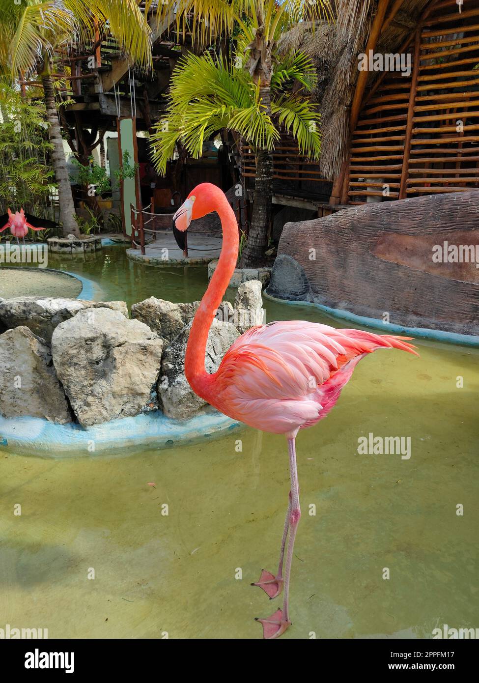 Pink flamingo birds in Costa Maya, Mexico Stock Photo - Alamy