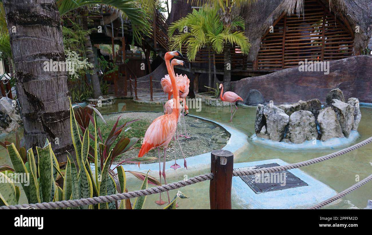 Pink flamingo birds in Costa Maya, Mexico Stock Photo - Alamy