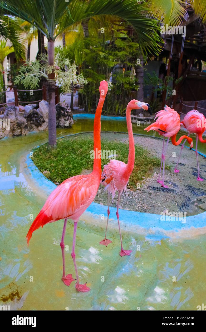 Pink flamingo birds in Costa Maya, Mexico Stock Photo - Alamy