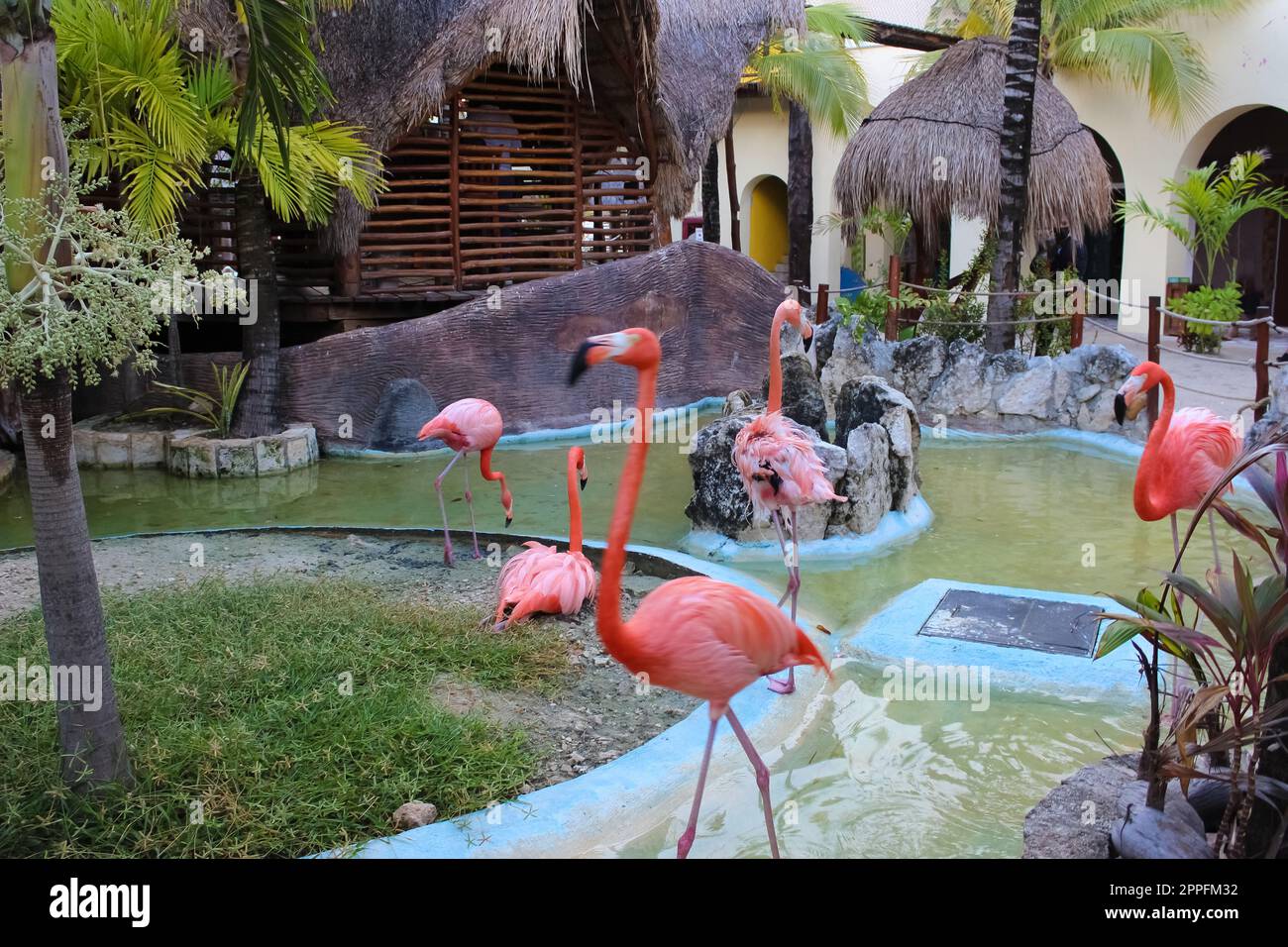 Pink flamingo birds in Costa Maya, Mexico Stock Photo - Alamy