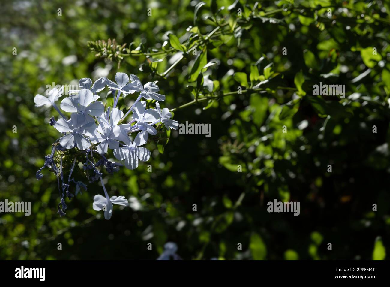 Flowers of the Plumbago auriculata, cape leadwort or blue plumbago in a ...