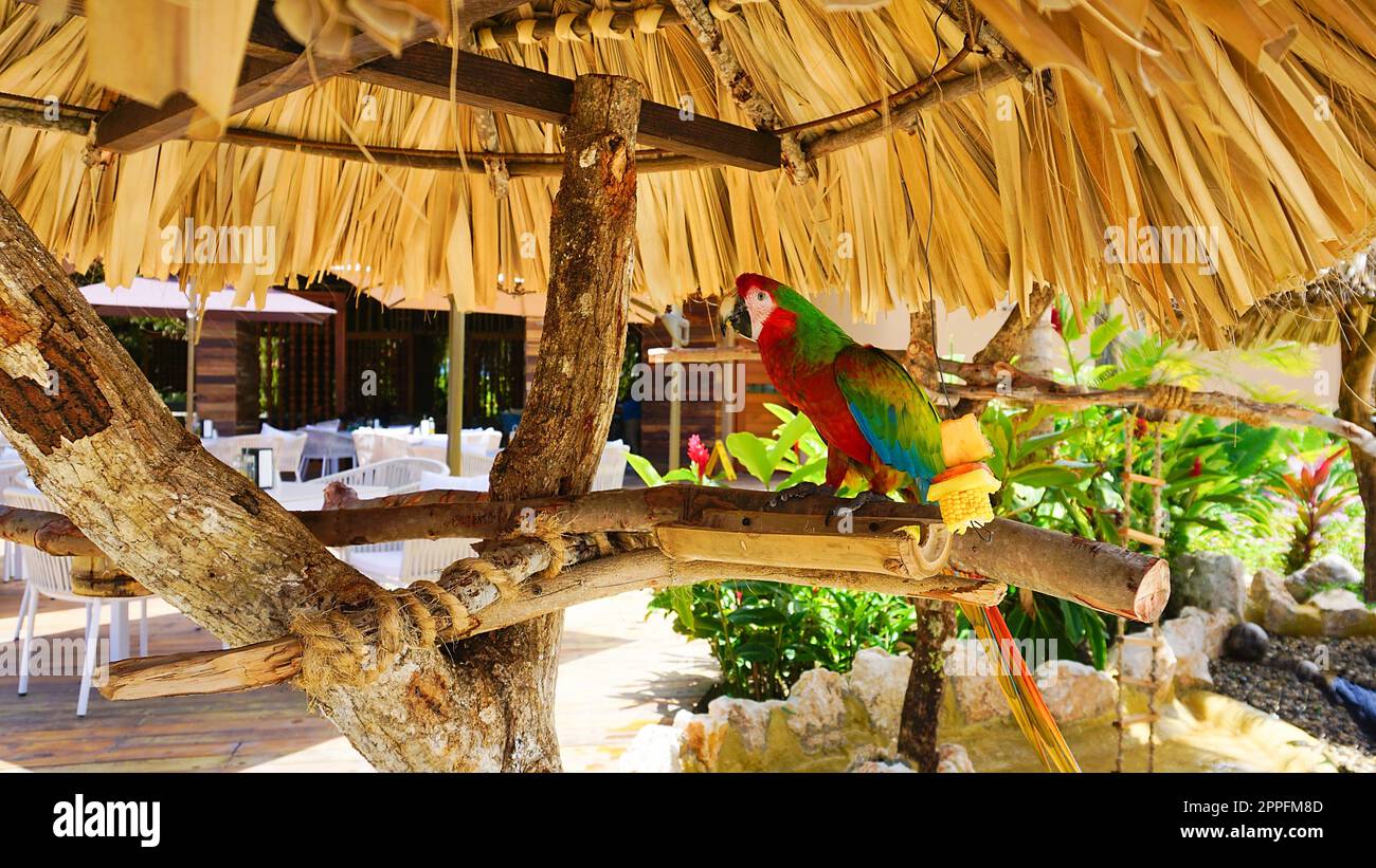Green parrot close-up on a ranch in the Dominican Republic Stock Photo ...