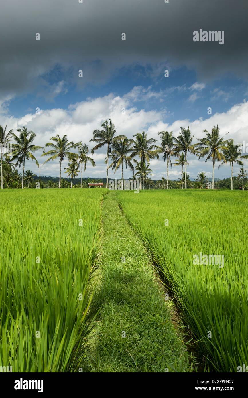 Rice paddy fields in Ubud Bali Indonesia Stock Photo - Alamy