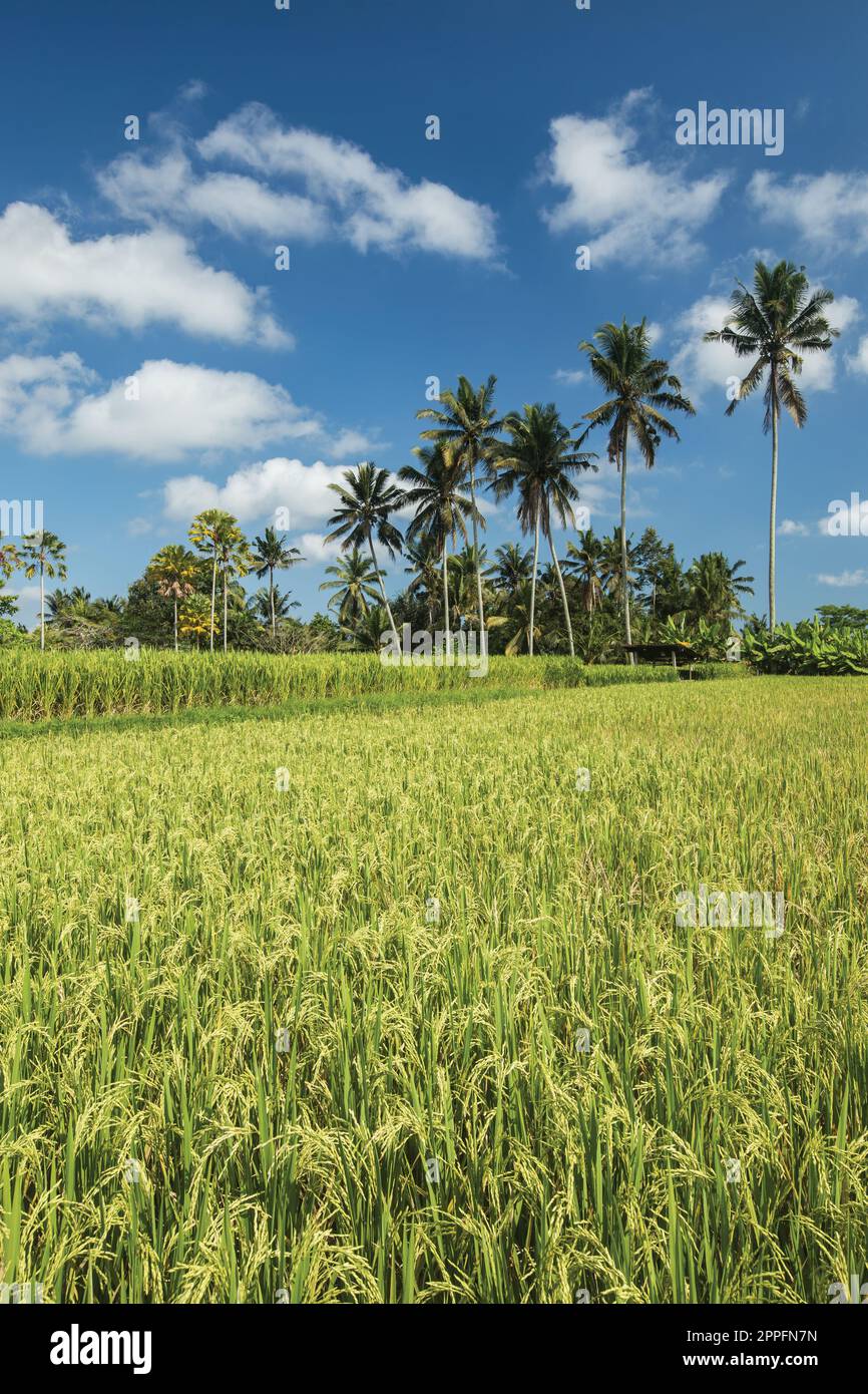 Rice paddy fields in Ubud Bali Indonesia Stock Photo - Alamy
