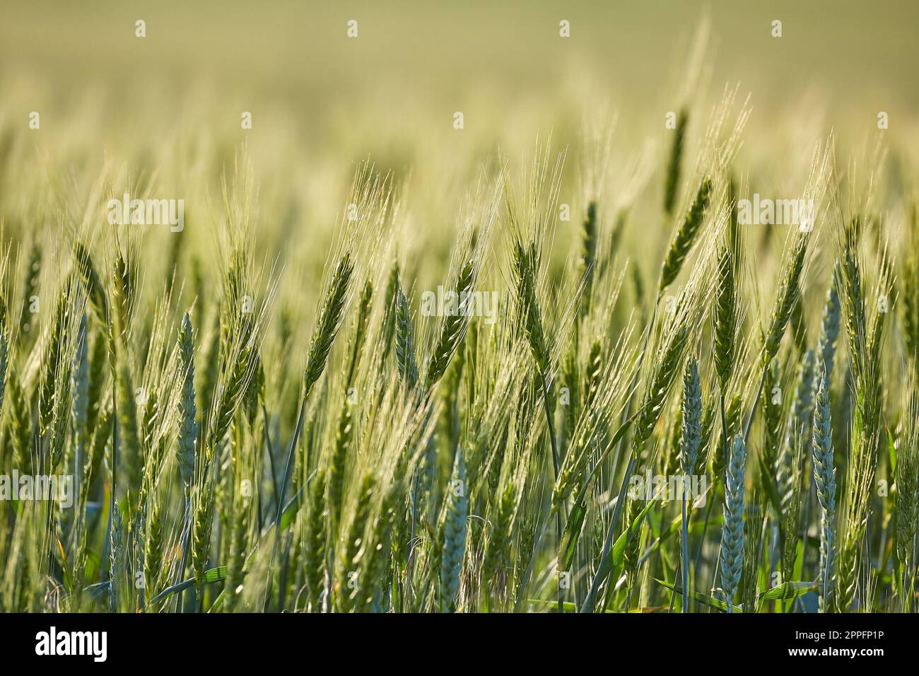 Closeup of wheat hi-res stock photography and images - Alamy
