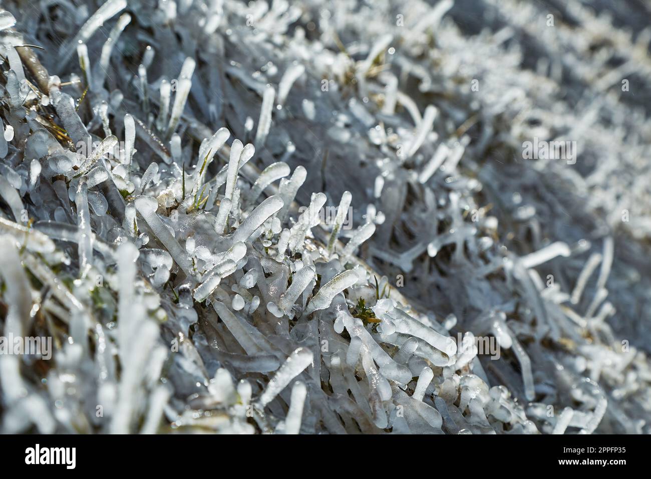 Grass blades in frost Stock Photo - Alamy