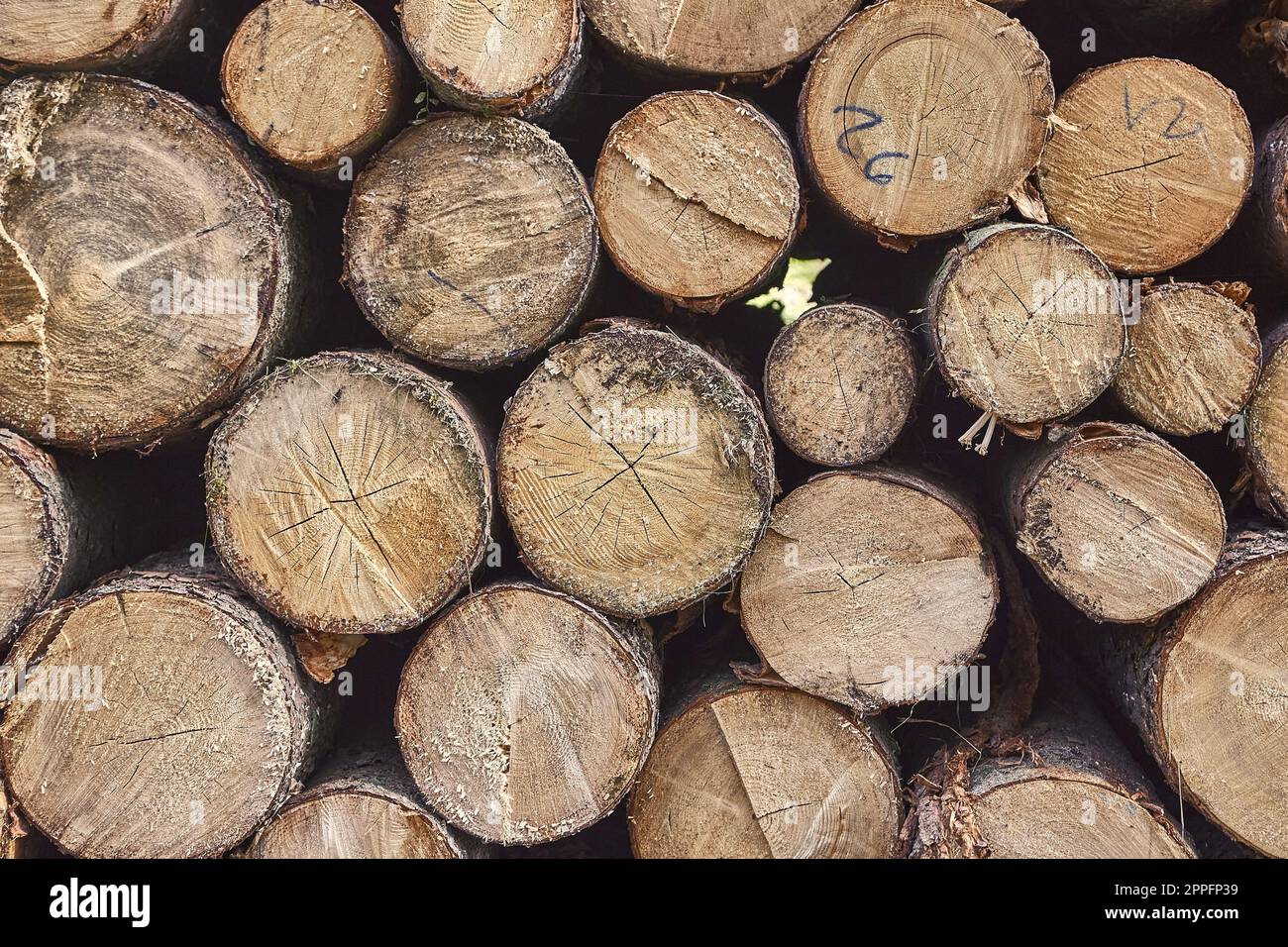 Log wood pile Stock Photo - Alamy