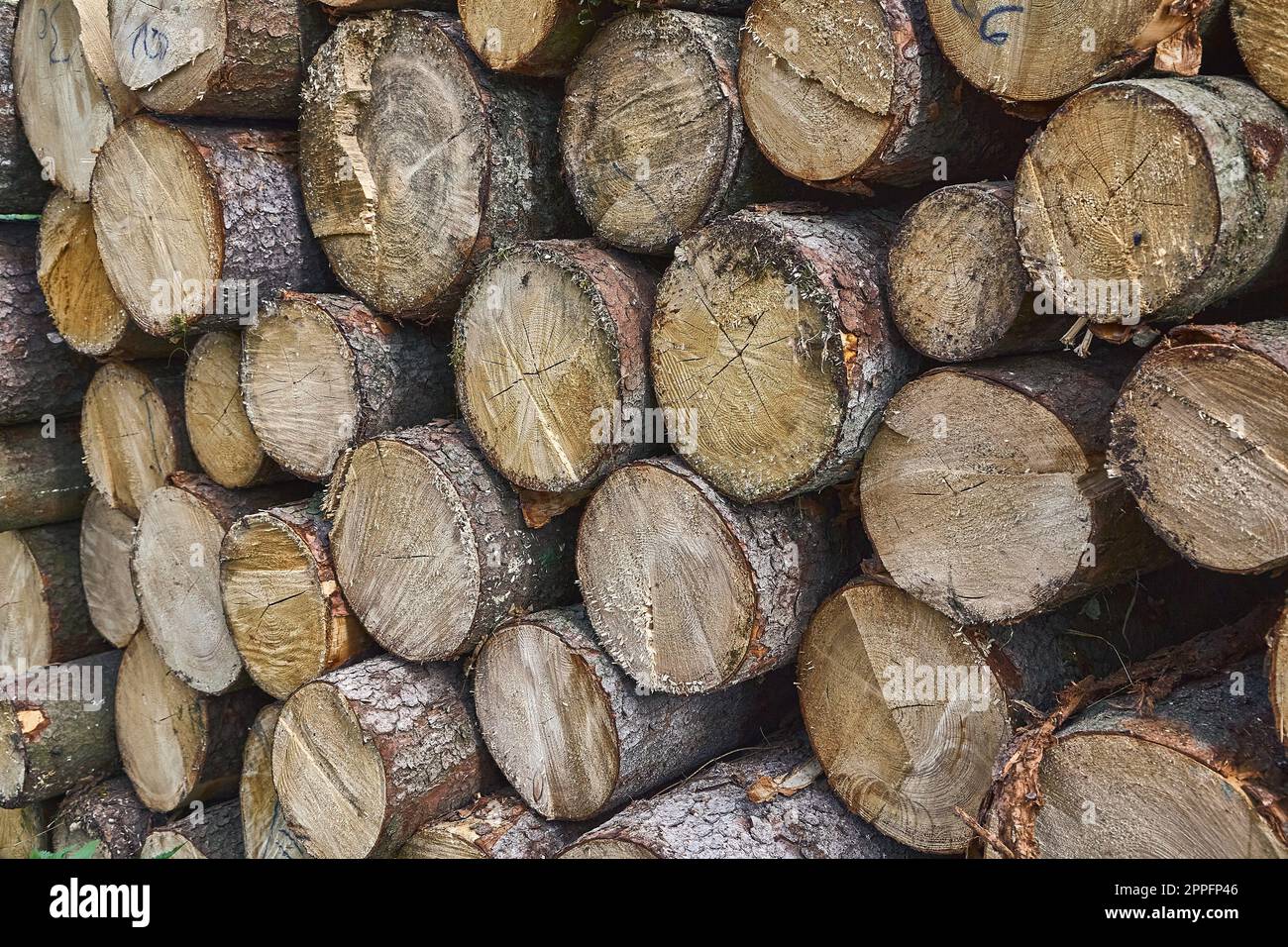 Log wood pile Stock Photo - Alamy