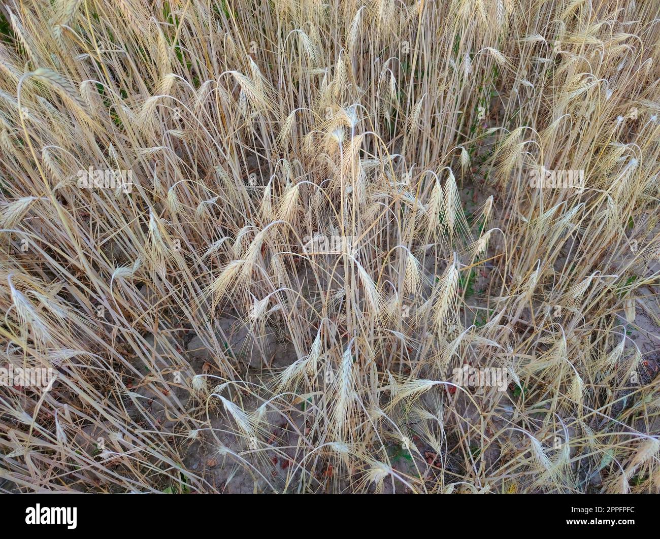 Wheat field close up Stock Photo - Alamy