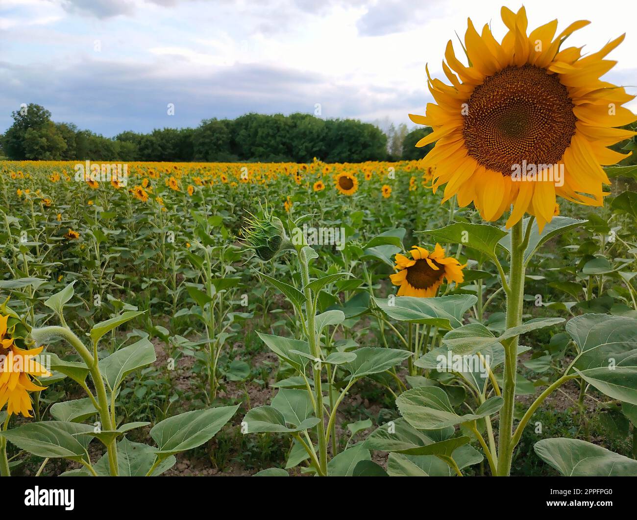 Yellow sunflowers and sunflower seeds on a white background Stock Photo ...