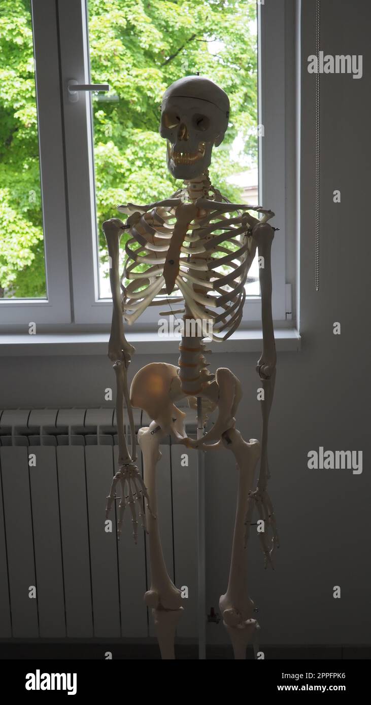 Vertebral column in skeleton body hi-res stock photography and images ...