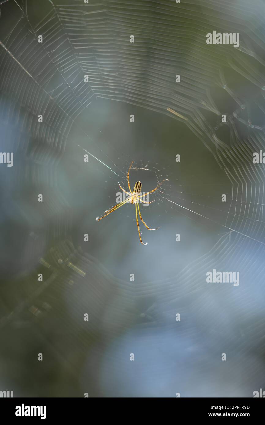 Beautiful bright yellow hairy hi-res stock photography and images - Alamy