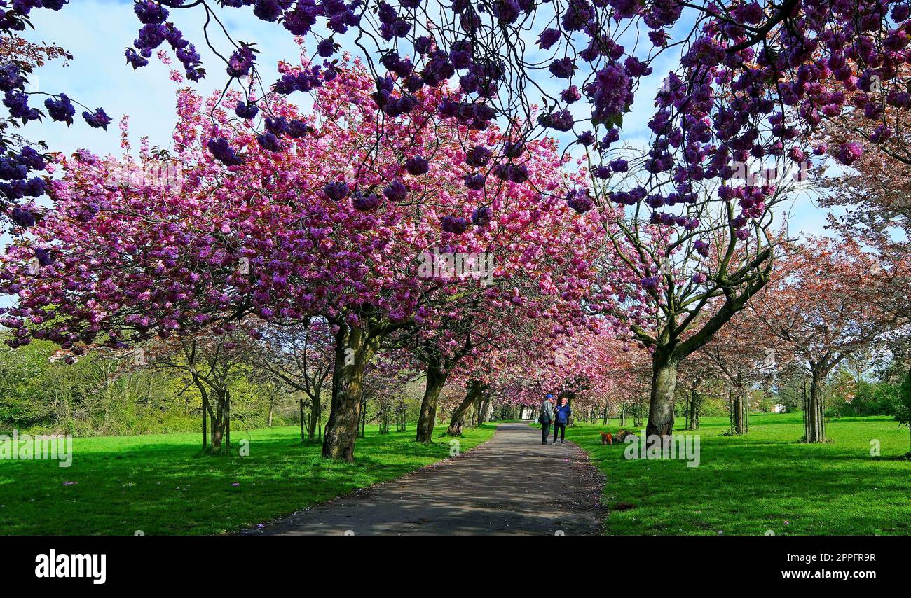 Dog walkers on a path lined with pink cherry blossom in Wavertree ...