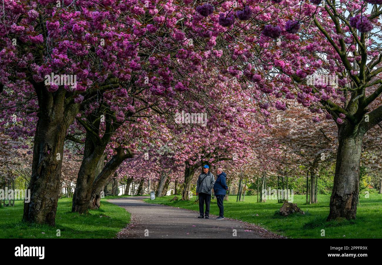 Dog walkers on a path lined with pink cherry blossom in Wavertree ...