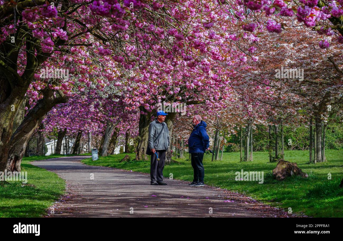 Dog walkers on a path lined with pink cherry blossom in Wavertree ...