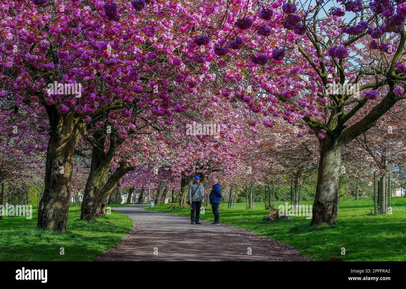Dog walkers on a path lined with pink cherry blossom in Wavertree ...