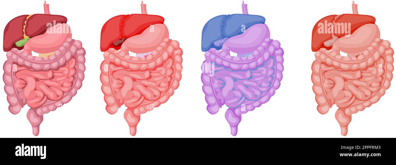 Set with illustrations of abdominal organs on white background. Banner ...