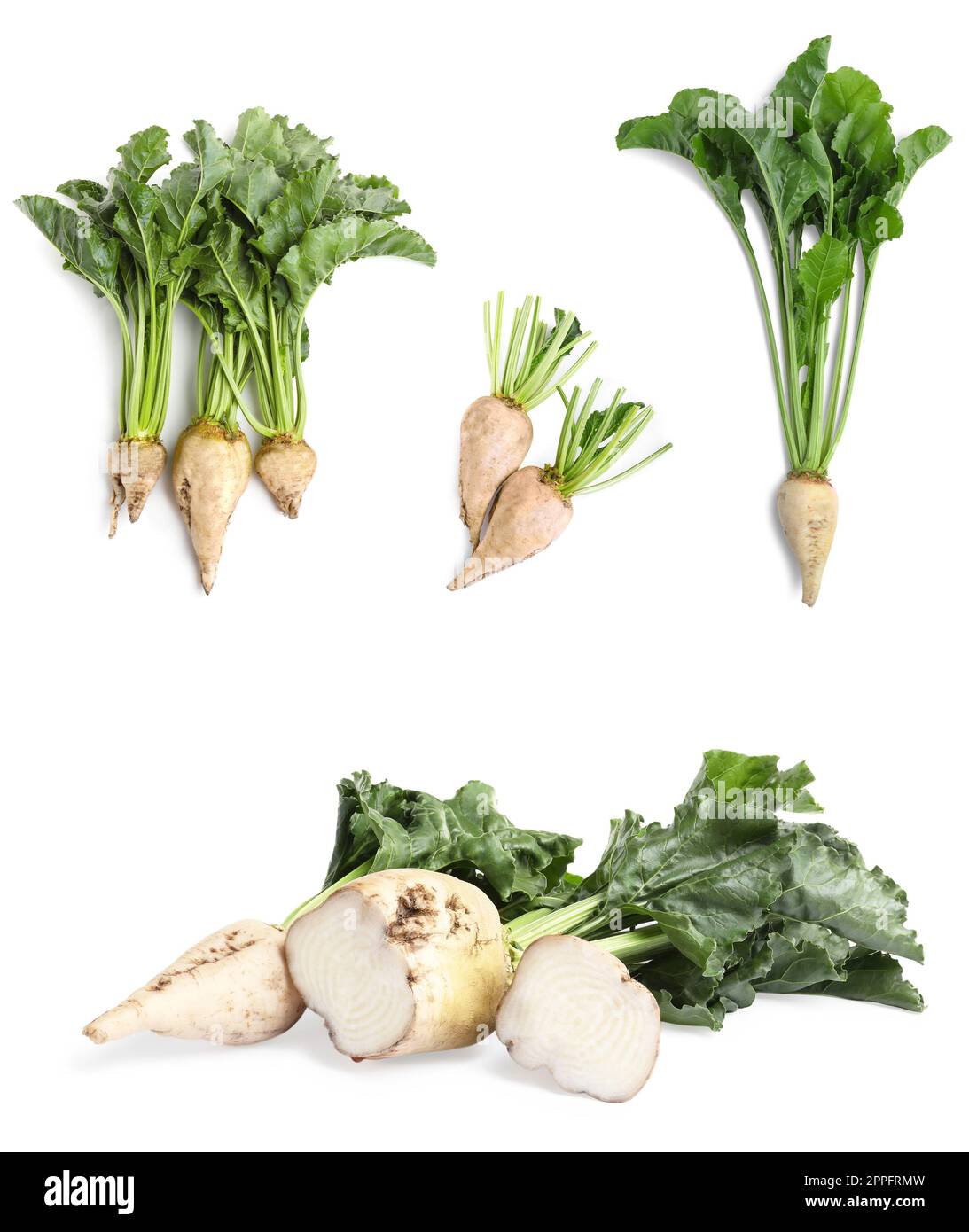 Set with whole and cut sugar beets on white background Stock Photo - Alamy