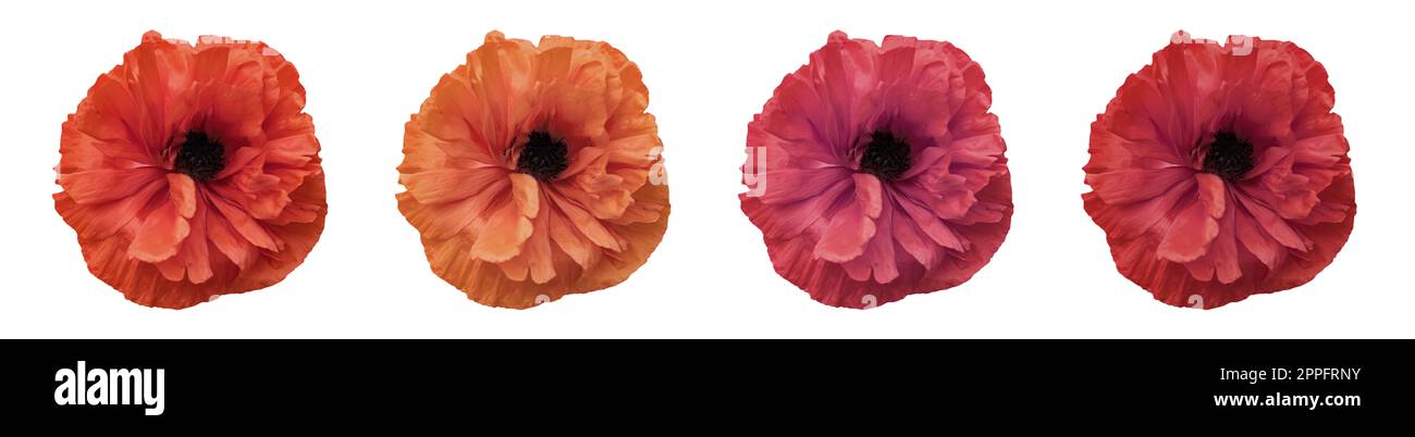Set with beautiful poppy flowers on white background. Banner design ...